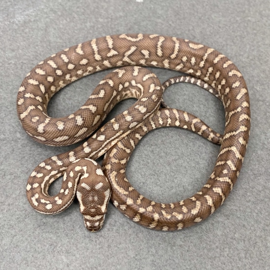 Poss. Het. Striped Bredl's Python Centralian Carpet Python by Great ...