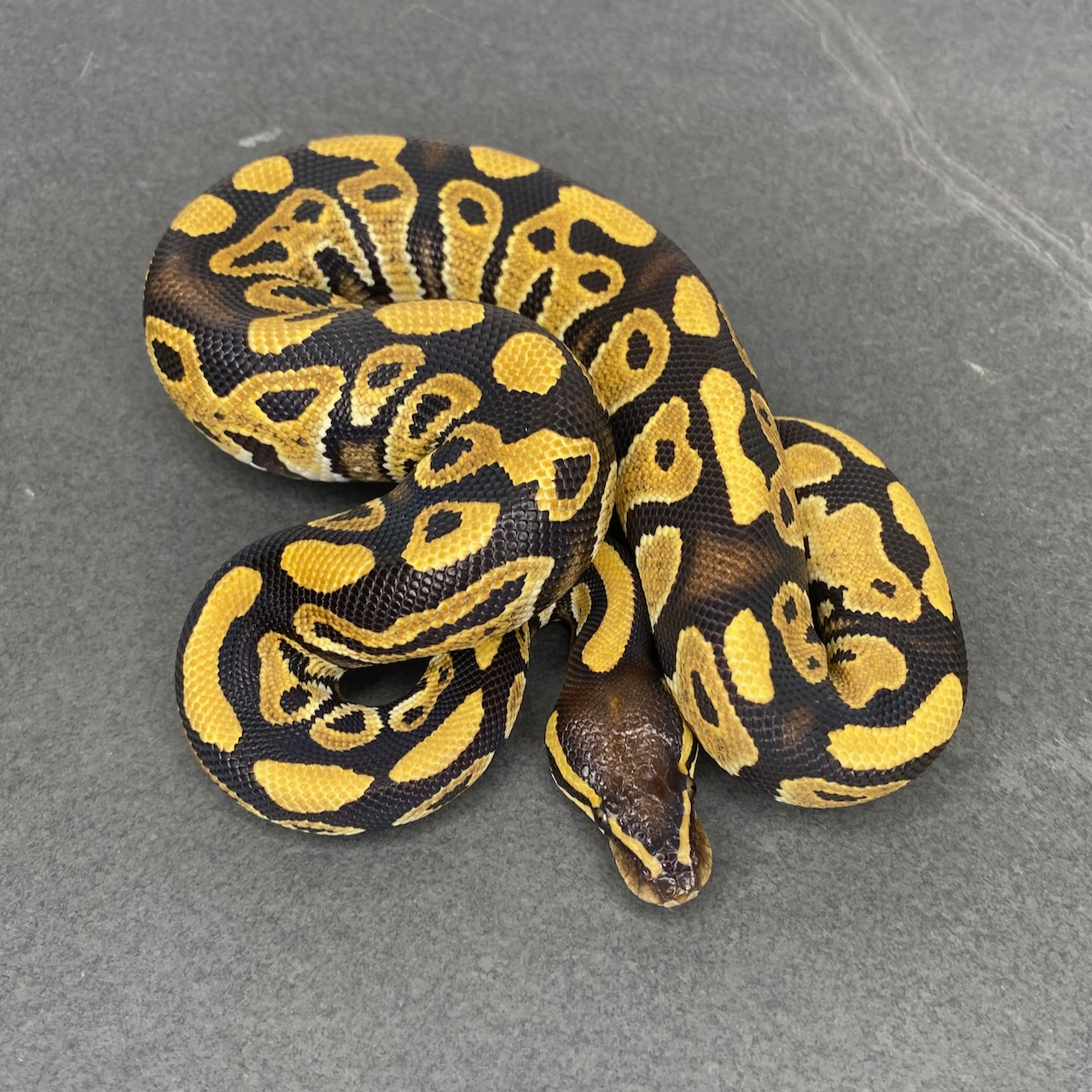Mystic Ball Python by Great Basin Serpentarium, LLC - MorphMarket