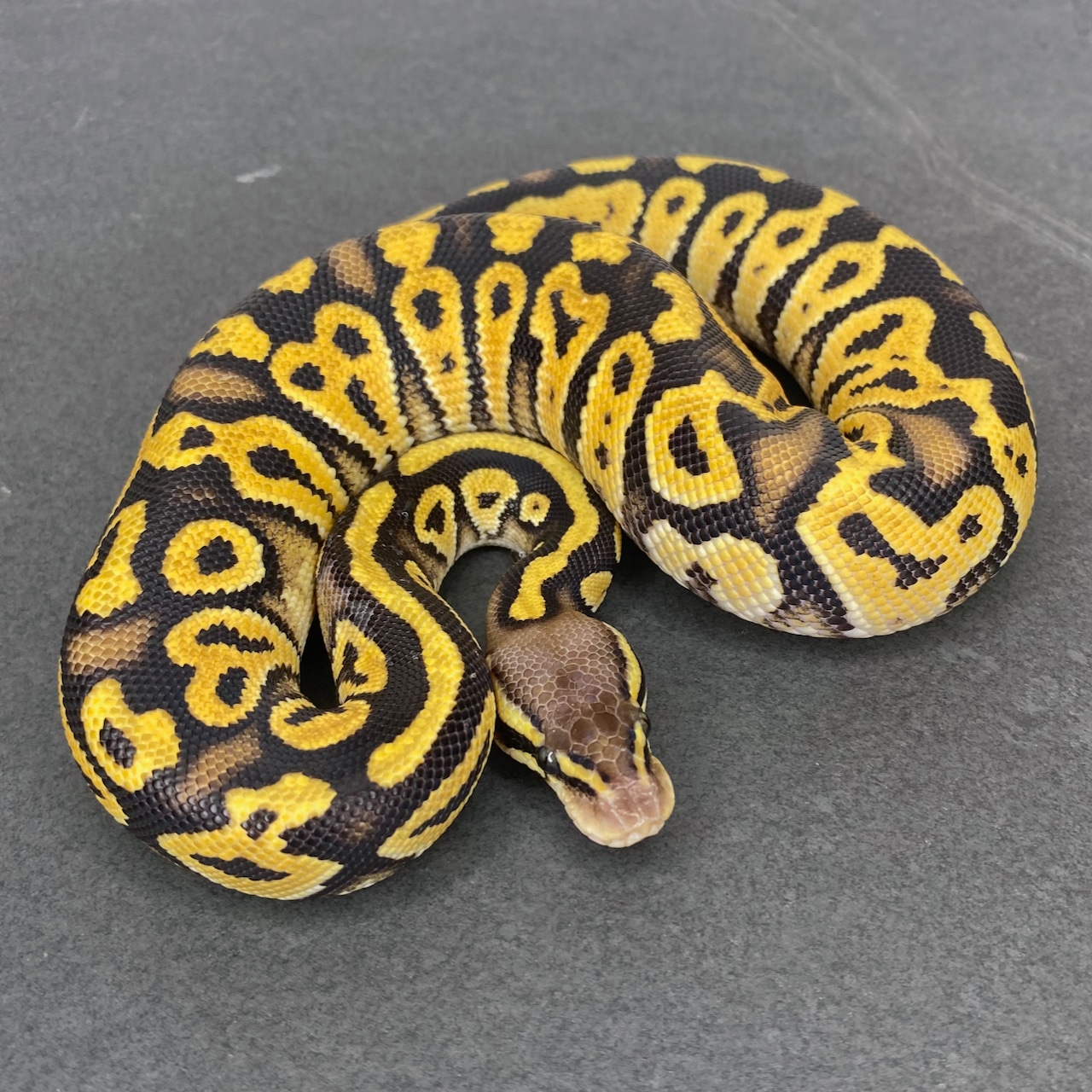 Pastel Mystic Ball Python by Great Basin Serpentarium, LLC - MorphMarket