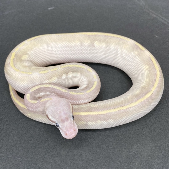 Pastel Mystic Potion Ball Python by Great Basin Serpentarium, LLC