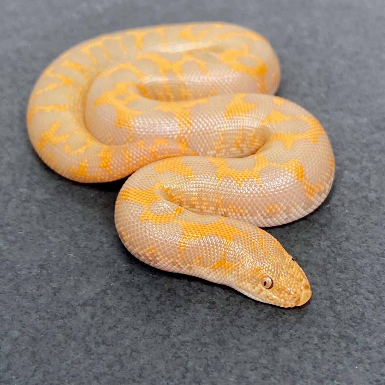Albino Sand Boa Kenyan Sand Boa by Great Basin Serpentarium, LLC ...