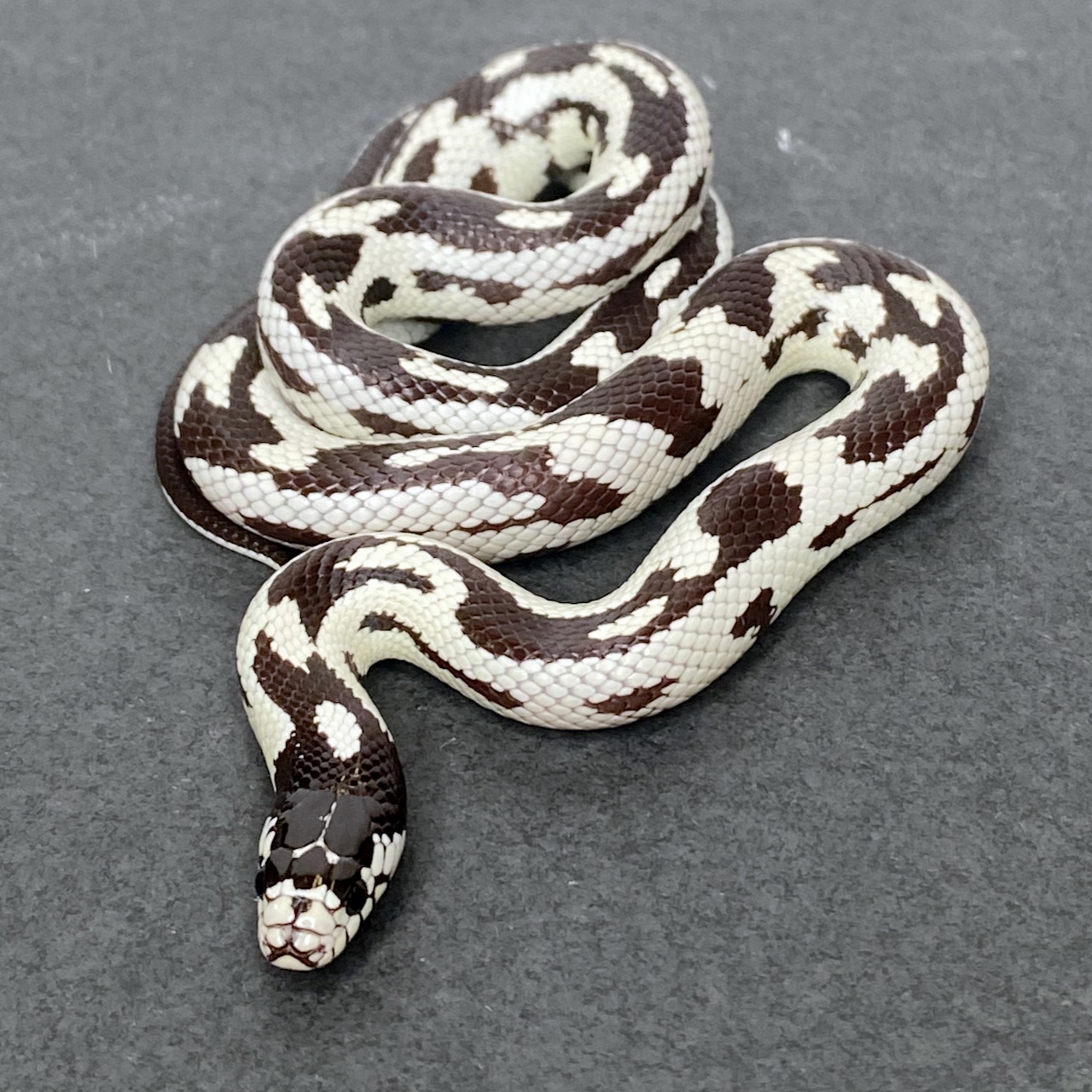 Aberrant California Kingsnake by Great Basin Serpentarium, LLC ...
