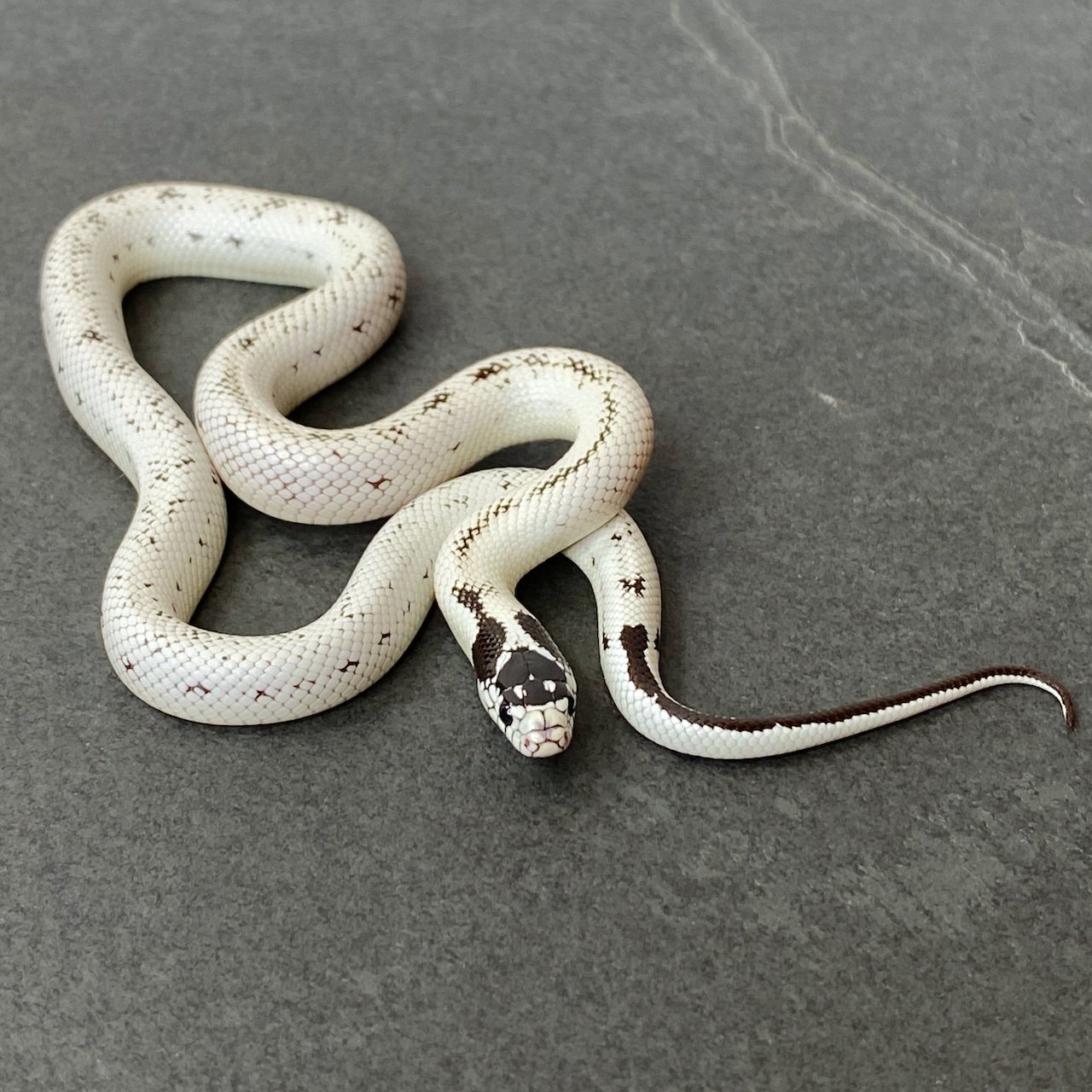Aberrant California Kingsnake by Great Basin Serpentarium, LLC ...