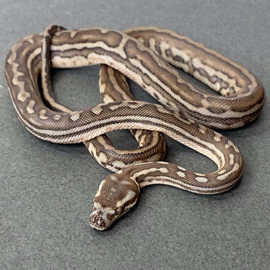 Striped Bredl's Python Centralian Carpet Python by Great Basin ...