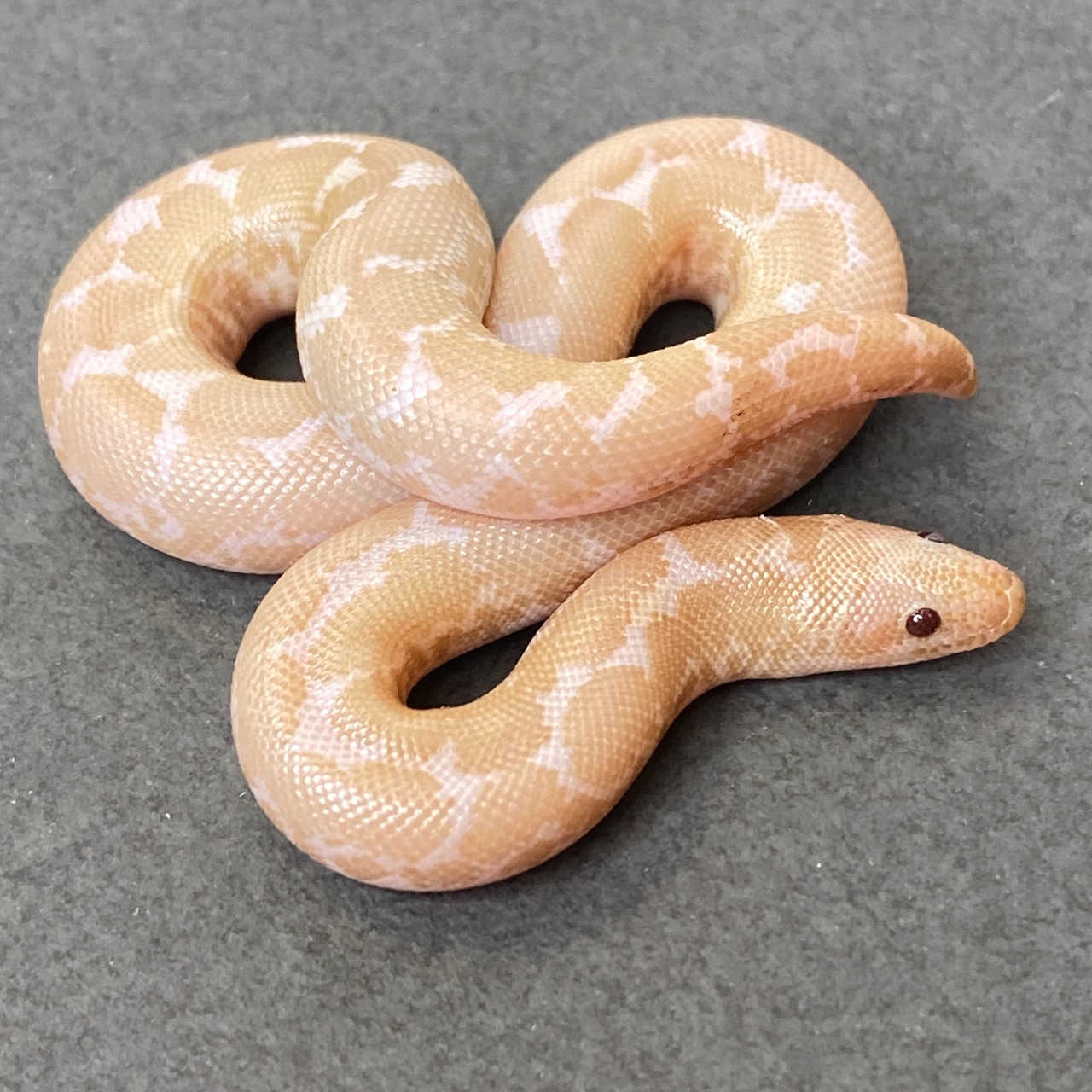 Snow Kenyan Sand Boa by Great Basin Serpentarium, LLC - MorphMarket