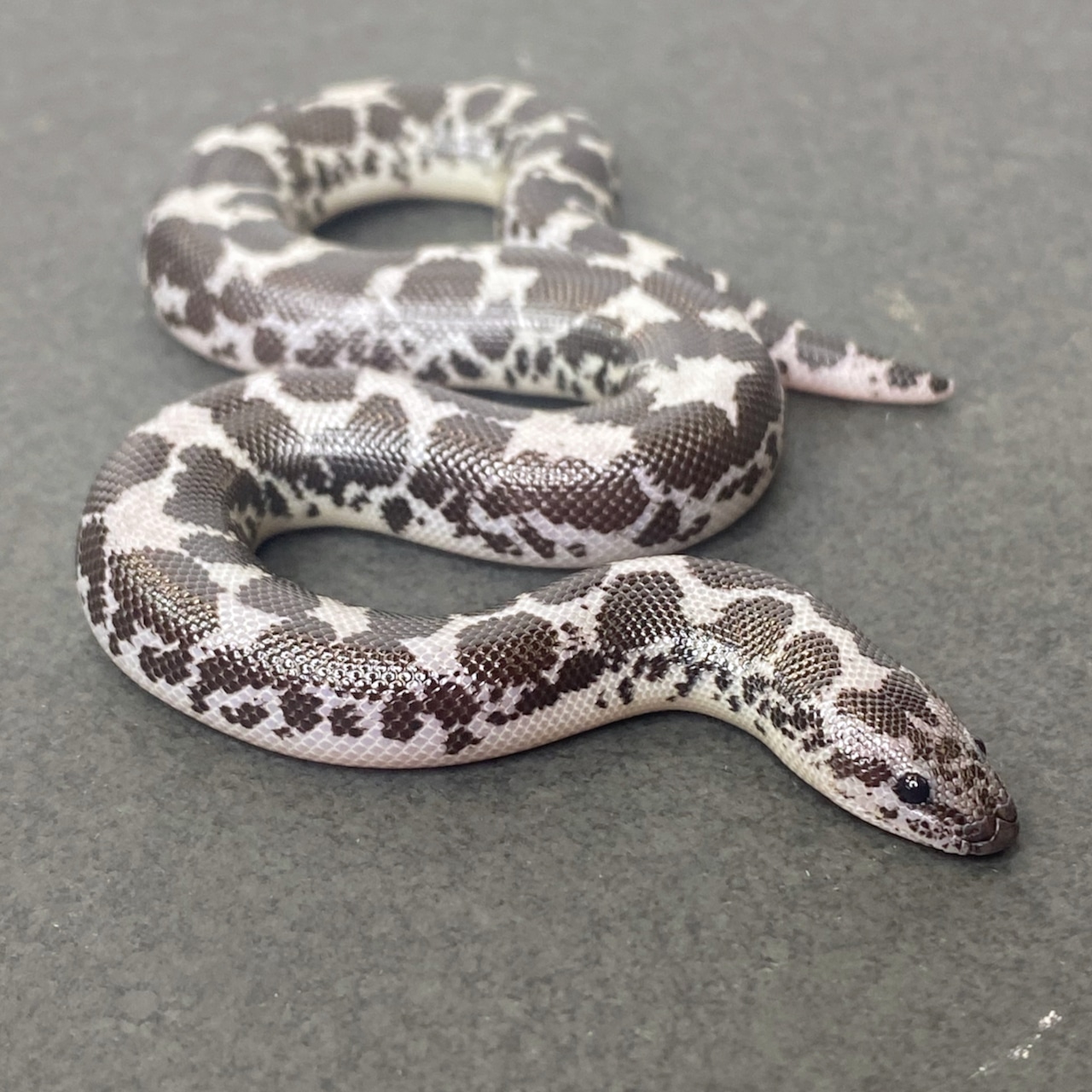 Anery Het. Snow Sand Boa Kenyan Sand Boa by Great Basin Serpentarium ...
