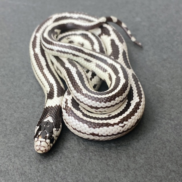 Aberrant California Kingsnake by Great Basin Serpentarium, LLC ...