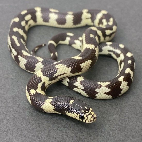 Aberrant California Kingsnake by Great Basin Serpentarium, LLC