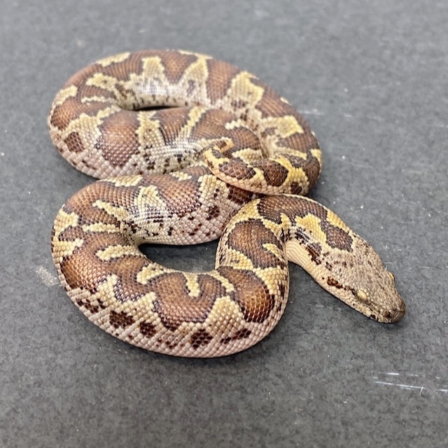 Rough Scale Sand Boa - Female - 21DS3F Rough-Scaled Sand Boa by Great ...