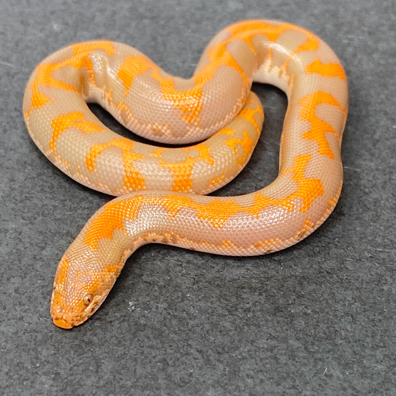 Albino (Nuclear Alb. X Albino Pairing) Kenyan Sand Boa by Great Basin ...