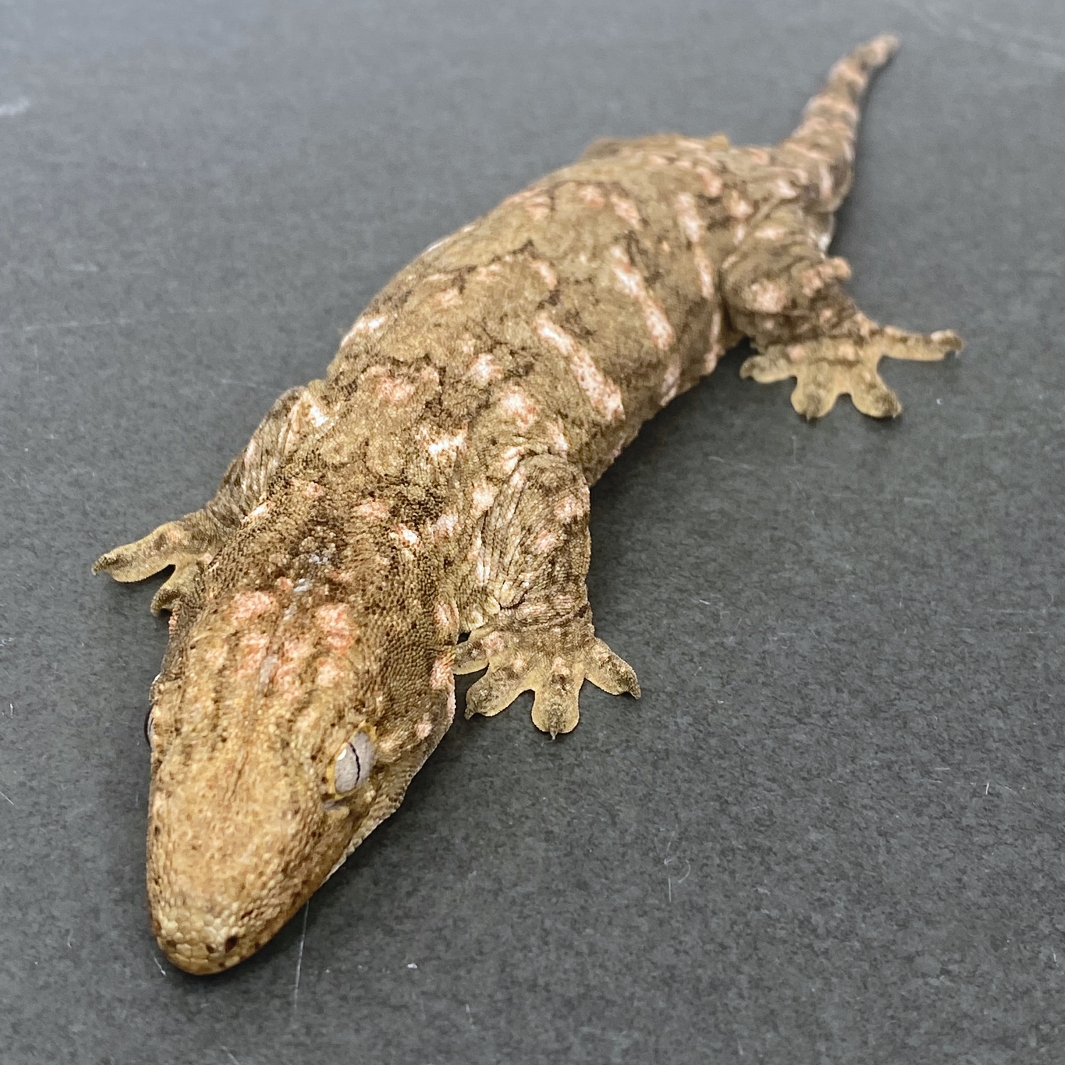 Nuu Ana Leachie From High Pink Parents Leachianus Gecko by Great Basin ...