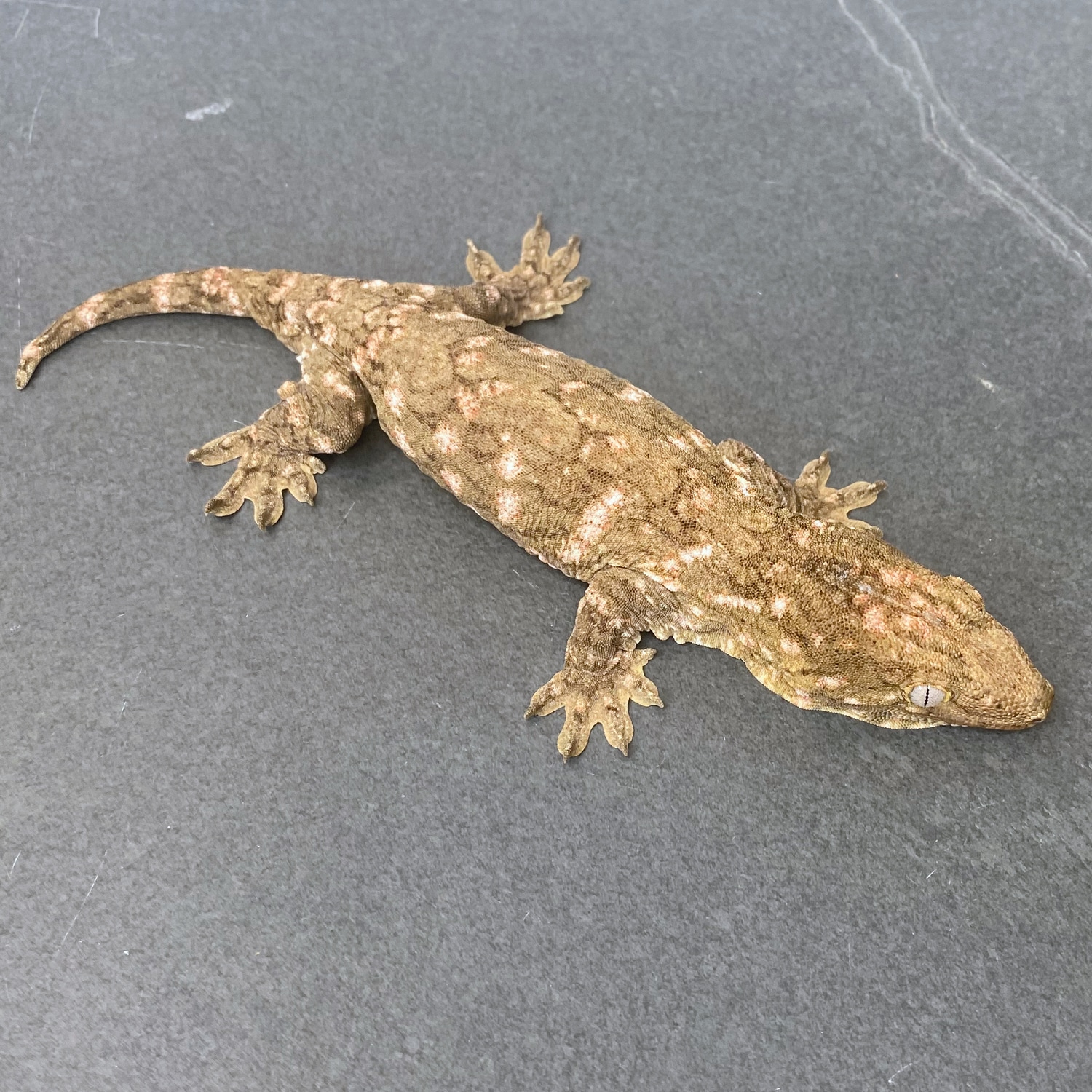 Nuu Ana Leachie From High Pink Parents Leachianus Gecko by Great Basin ...