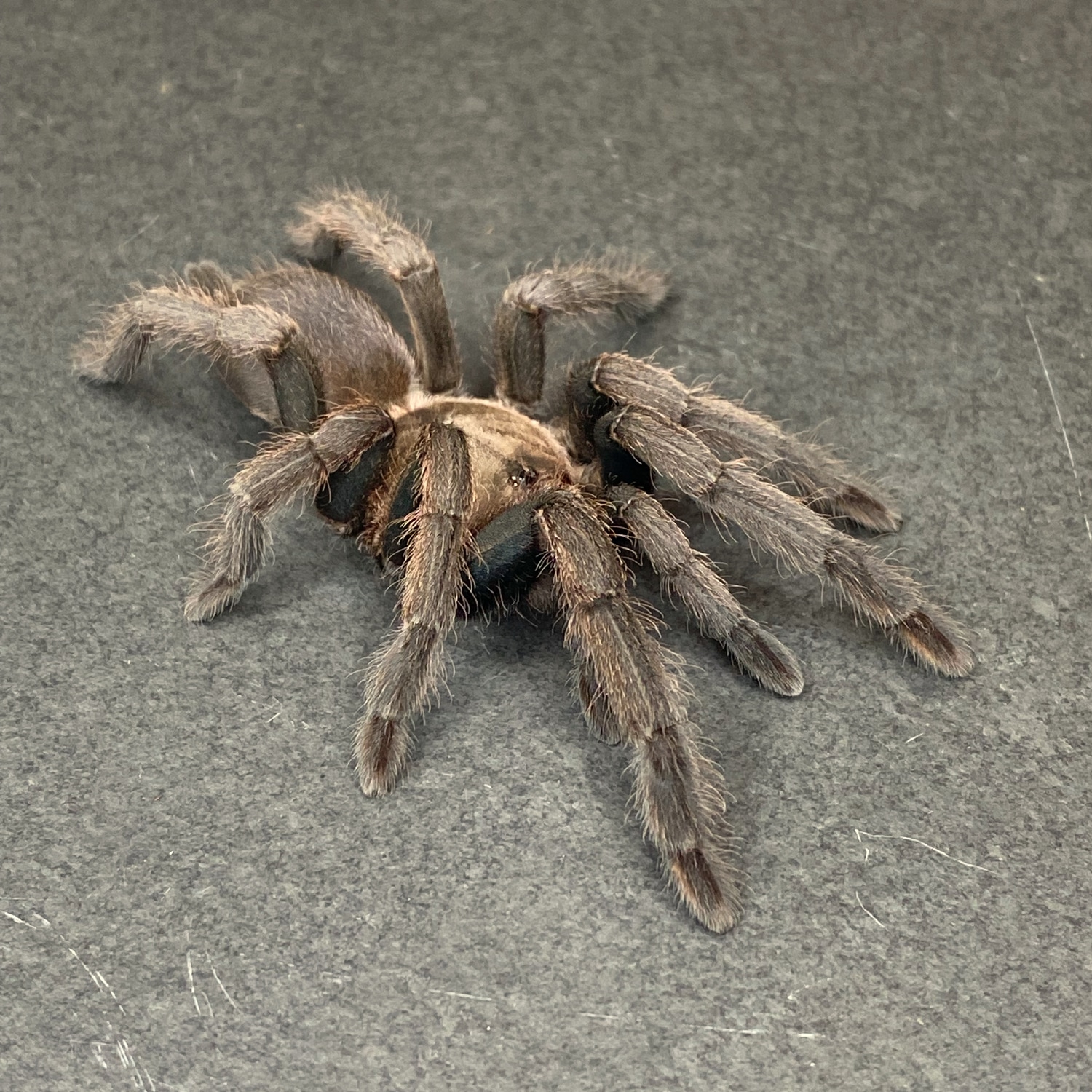 Phlogius Sp. Black Captive Bred Spiderlings Tarantula by Great Basin ...