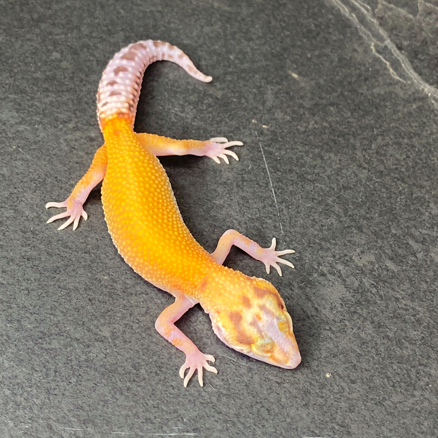 Radar Leopard Gecko by Great Basin Serpentarium, LLC - MorphMarket