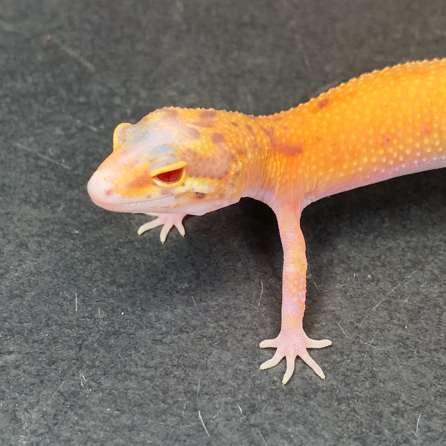 Radar Leopard Gecko by Great Basin Serpentarium, LLC - MorphMarket