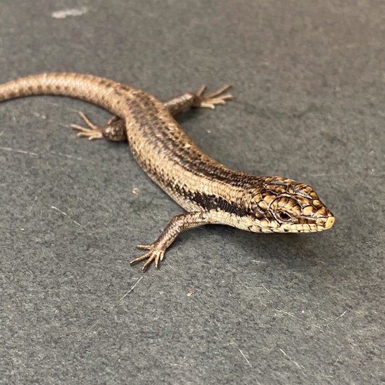 Striped Tree Skink (Egernia Striolata) More Skink by Great Basin ...