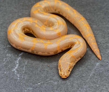2022 Albino Het. Snow Sand Boa - Male - 22PS1M Kenyan Sand Boa by Great ...
