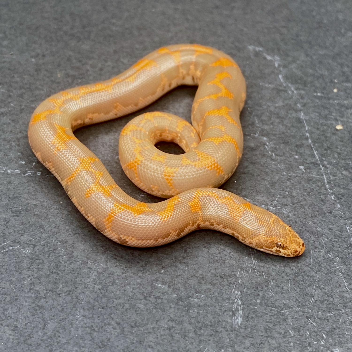 Albino (Nuclear Alb. X Albino Pairing) Kenyan Sand Boa by Great Basin ...