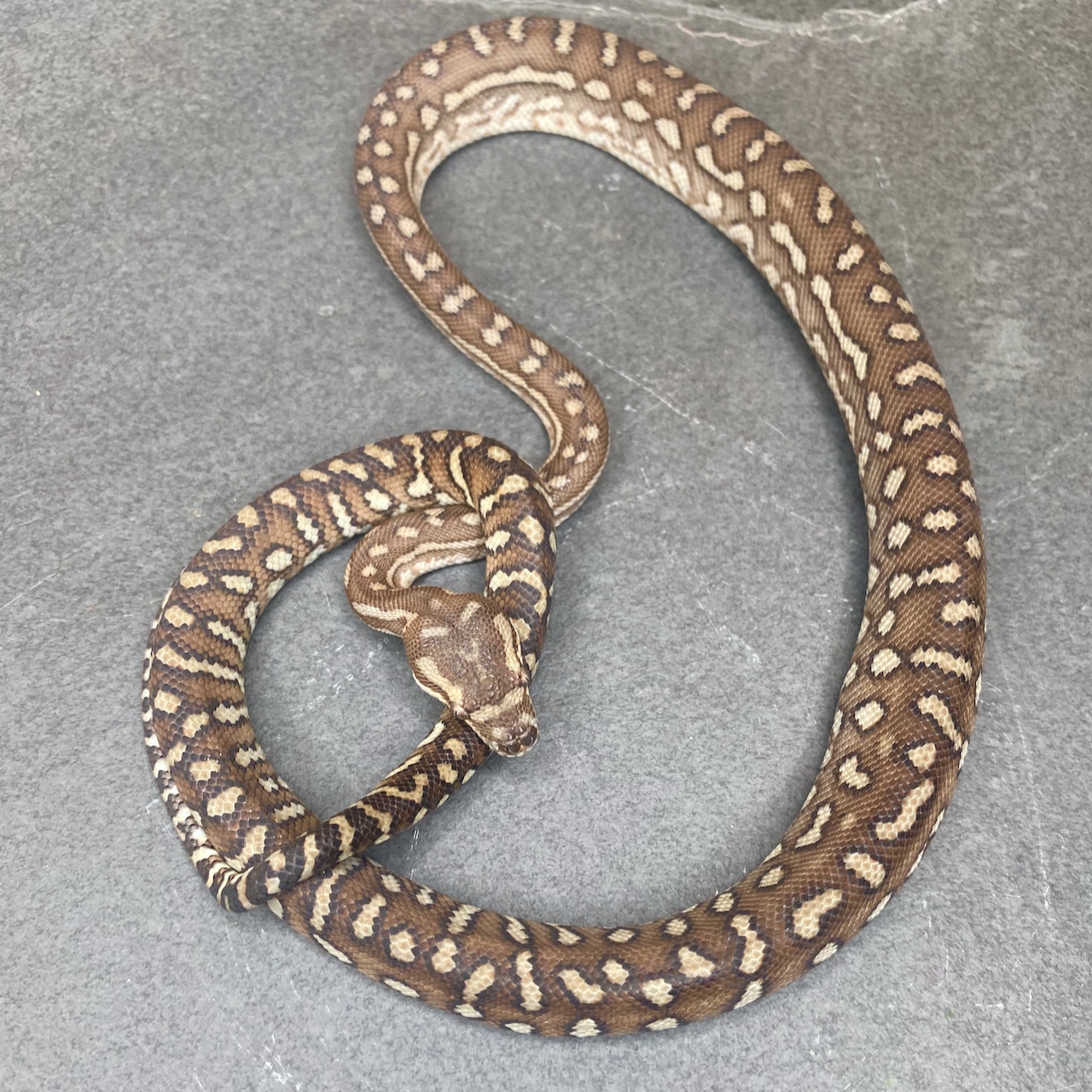2021 Poss. Het. Stripe Bredl's Centralian Carpet Python by Great Basin ...