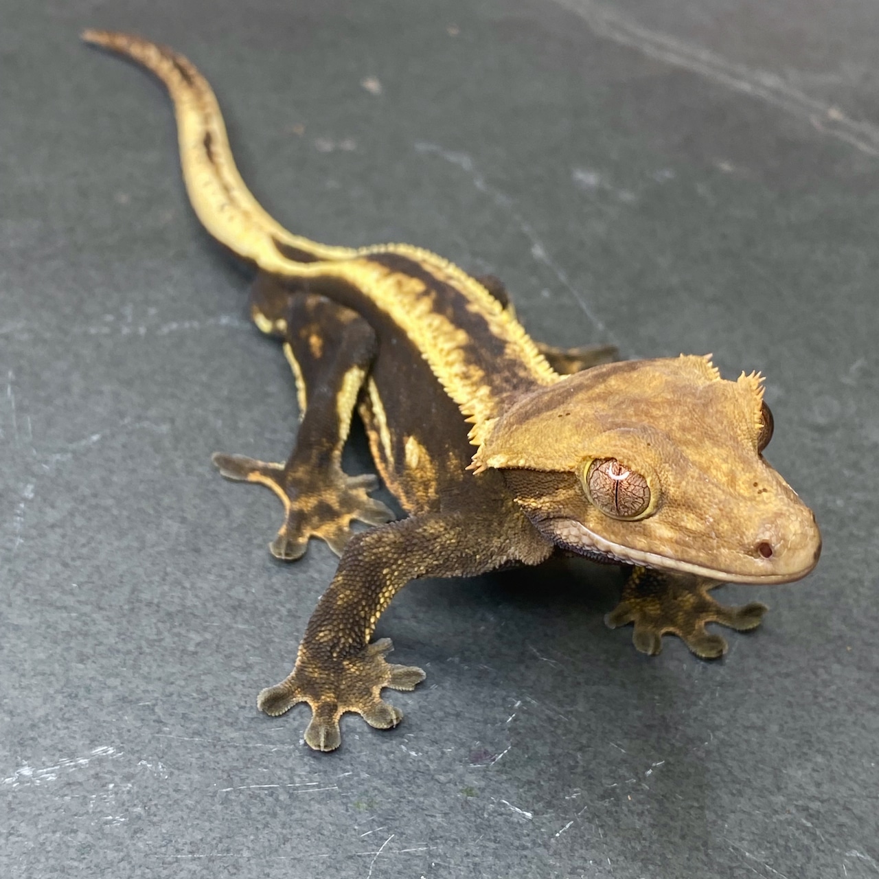 2019 Adult Male Crested Gecko by Great Basin Serpentarium, LLC ...