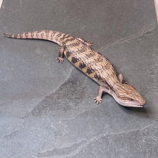 Northern Blue Tongue Skink Northern Blue-Tongued Skink by Great Basin ...