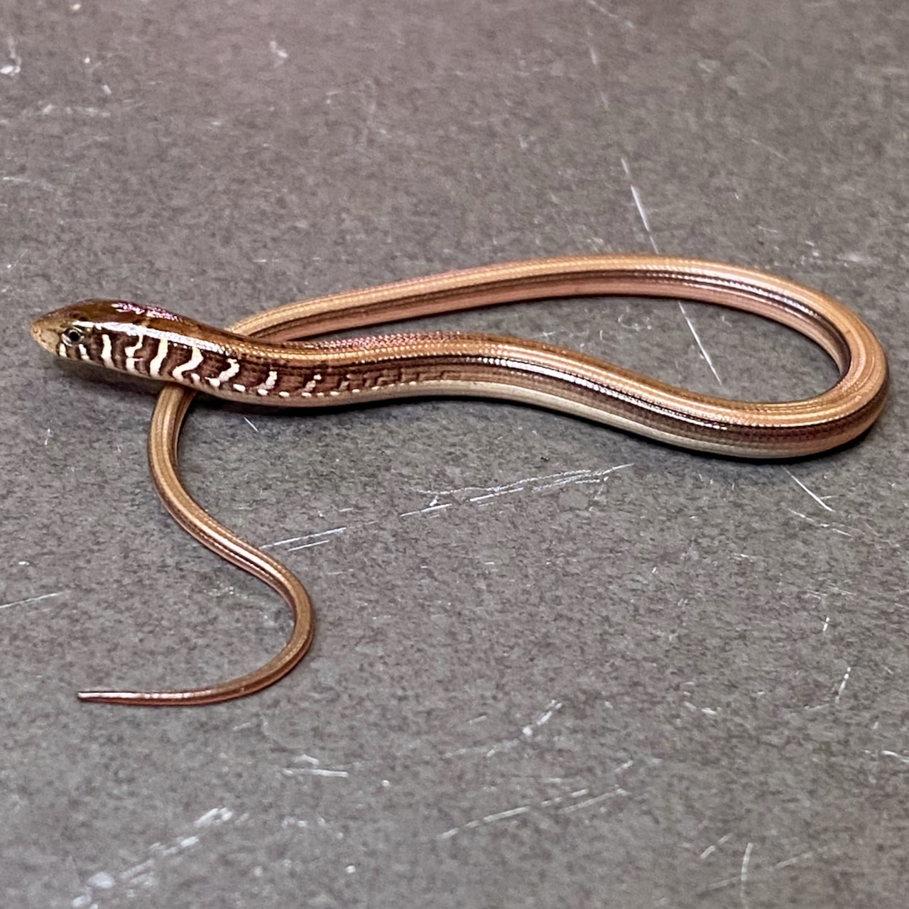 2022 Captive Bred Eastern Glass Lizard More Lizard by Great Basin ...
