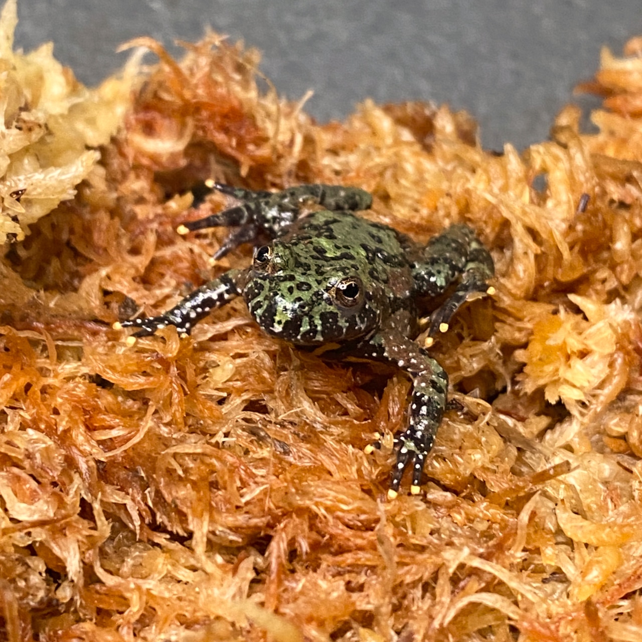 2022 Fire Bellied Toads Ball Python by Great Basin Serpentarium, LLC ...