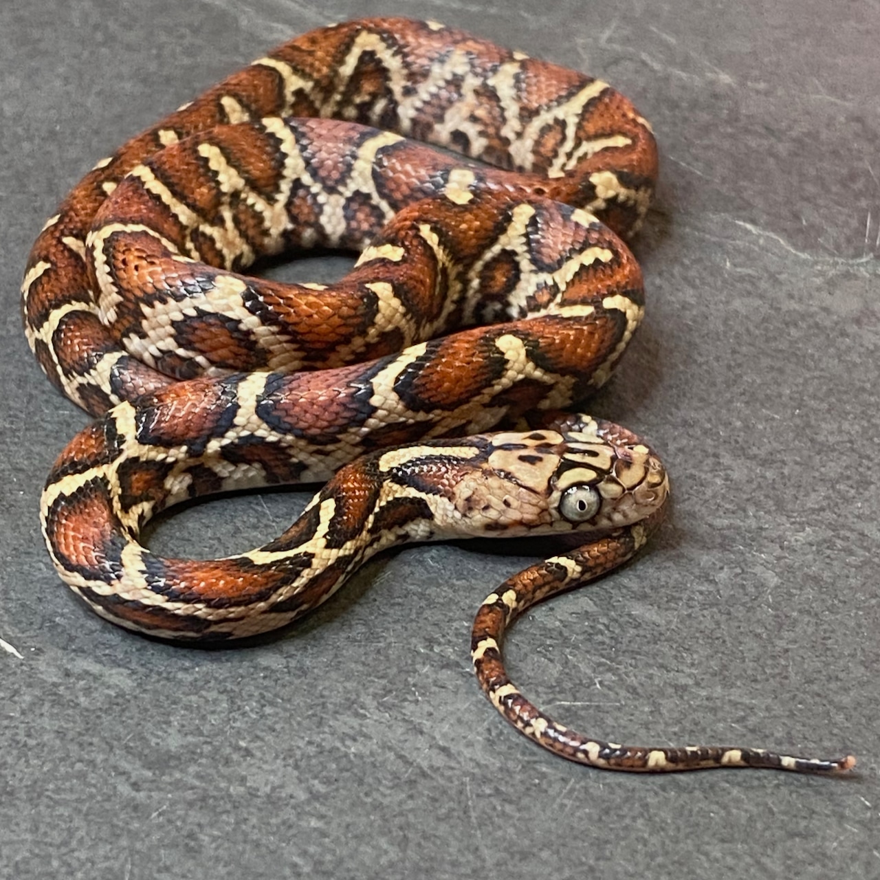 2022 Yellow-Red Rat Snake by Great Basin Serpentarium, LLC - MorphMarket