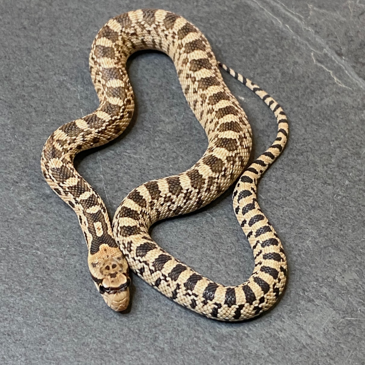 2022 Captive Bred Great Basin Gopher Snake by Great Basin Serpentarium ...