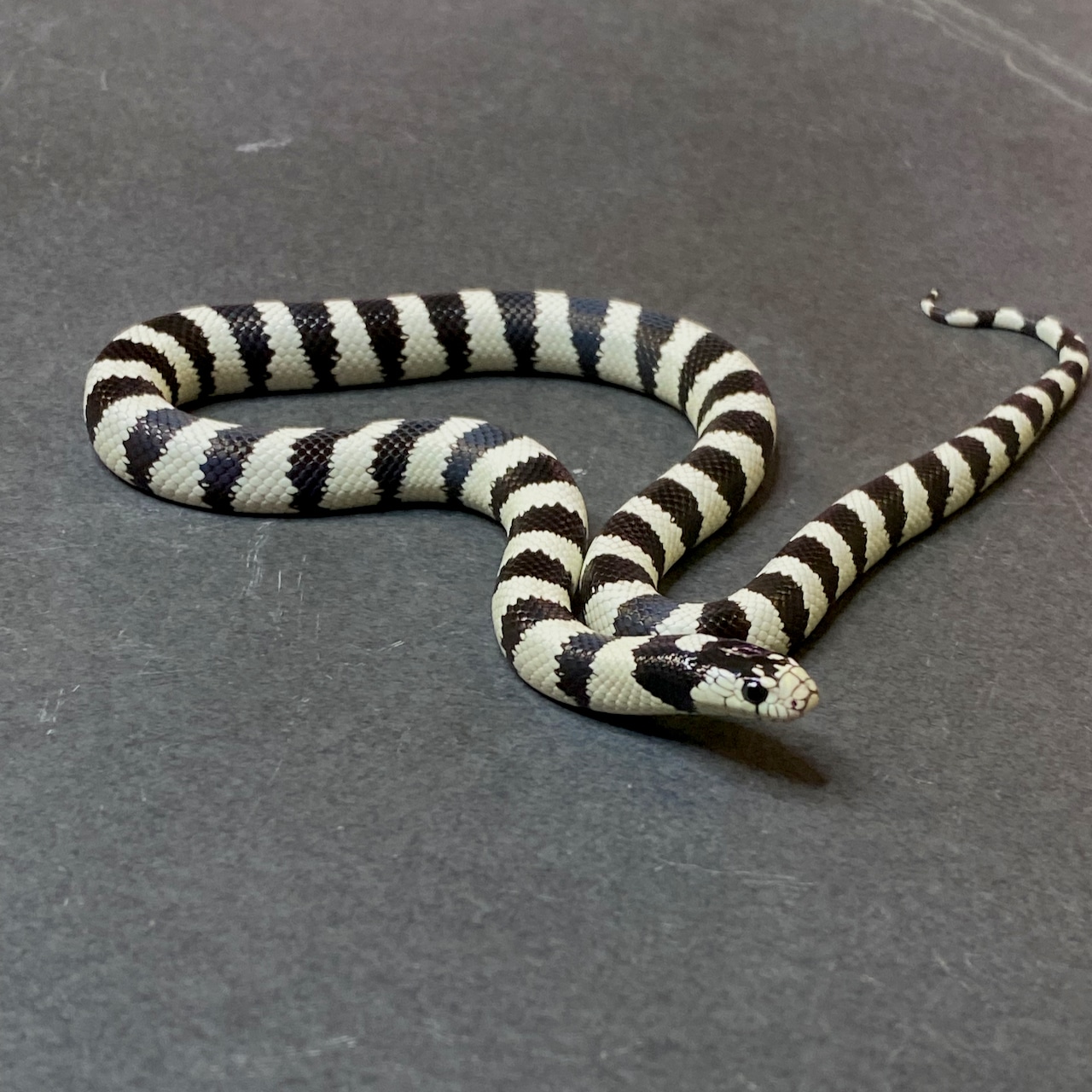 50/50 Banded California Kingsnake by Great Basin Serpentarium, LLC ...