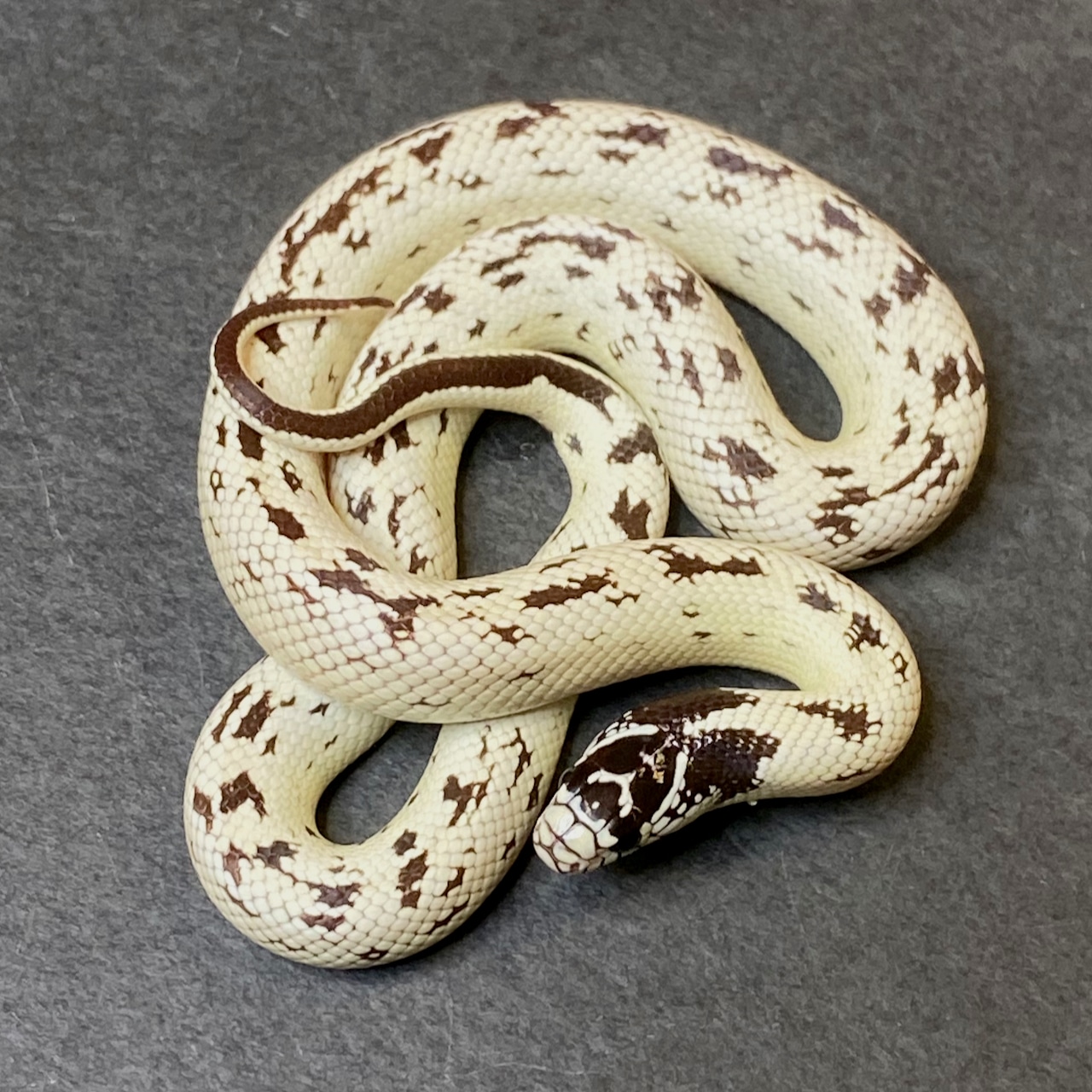 Aberrant California Kingsnake by Great Basin Serpentarium, LLC ...