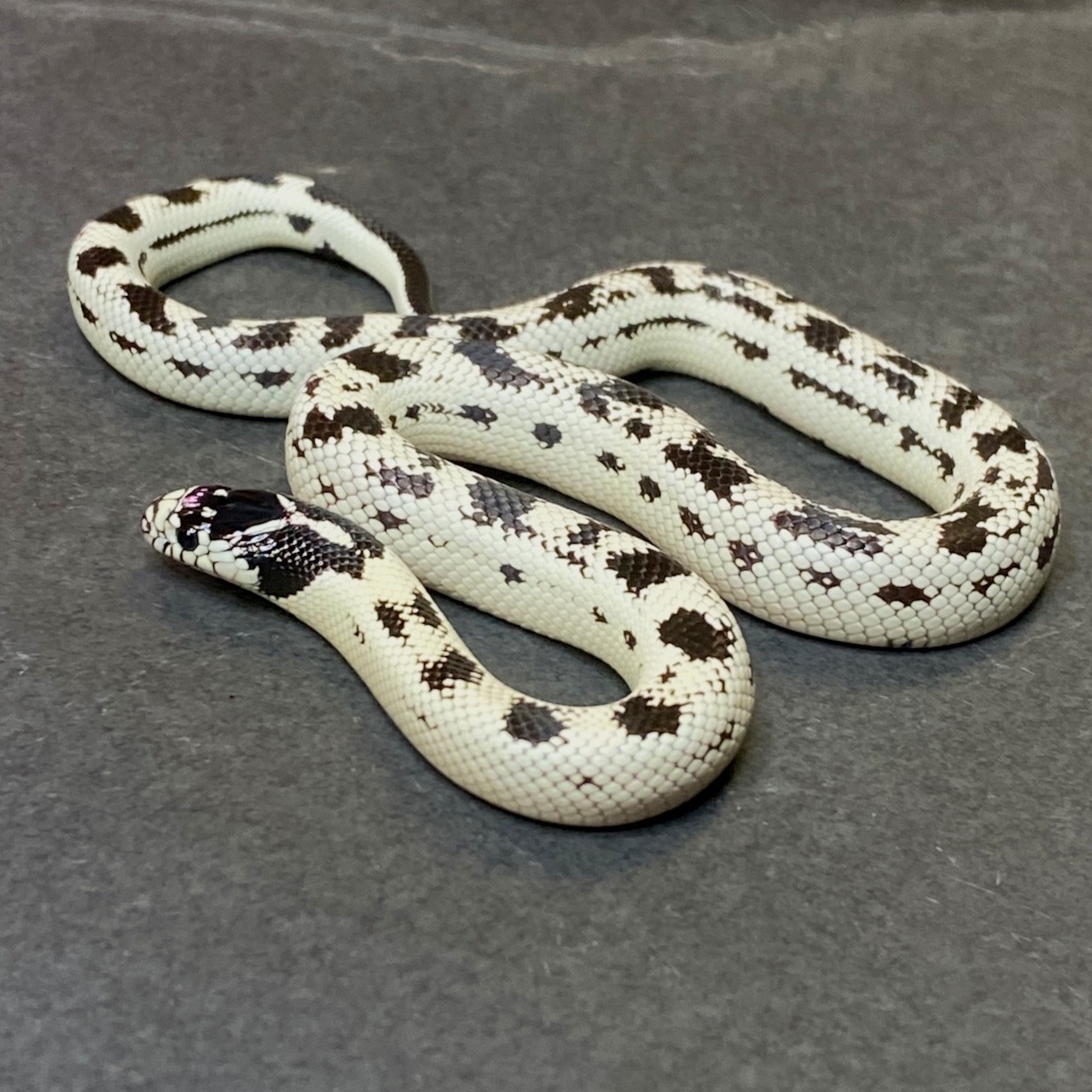Aberrant California Kingsnake by Great Basin Serpentarium, LLC ...