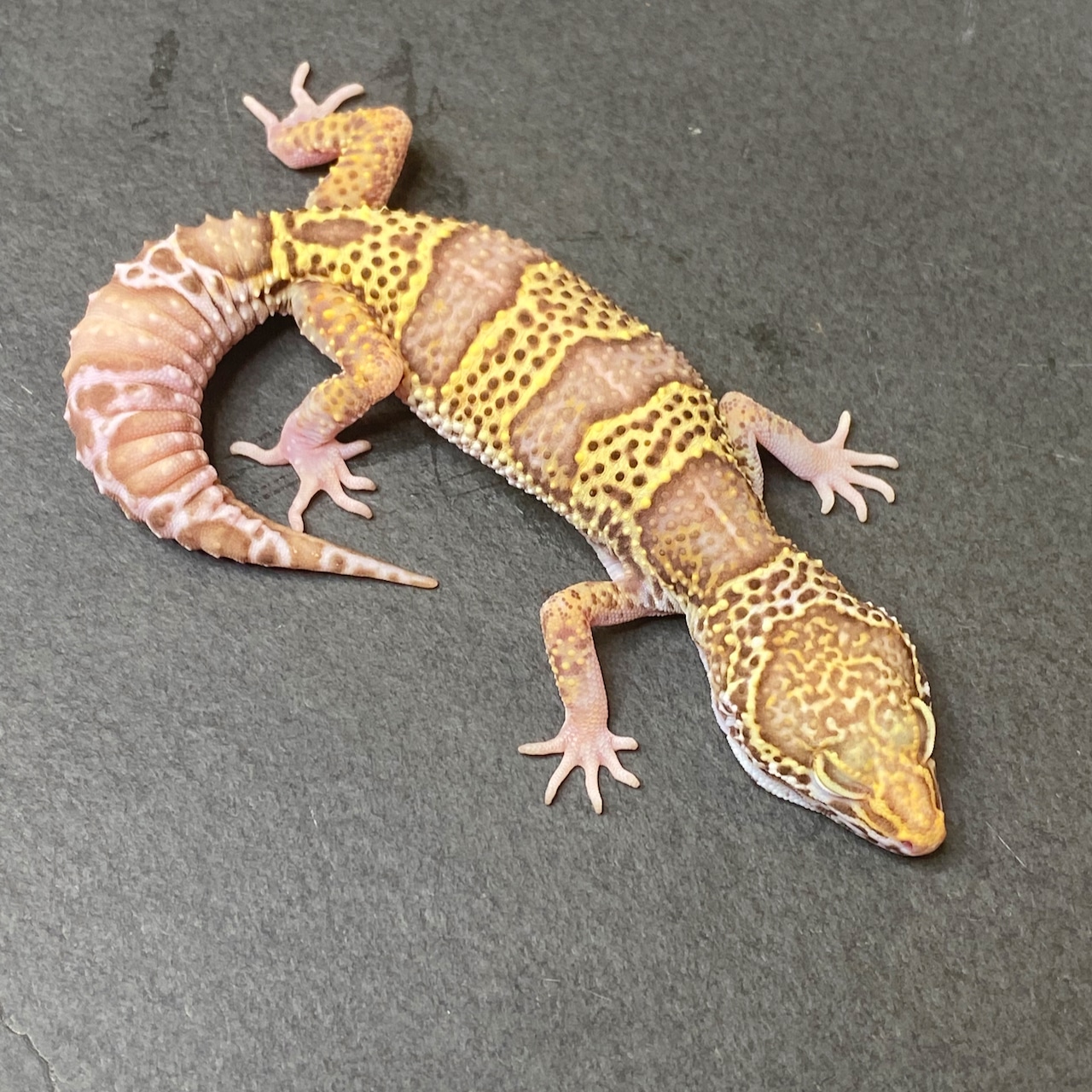 2022 Mack Snow Radar - Female - ID22AV2F Leopard Gecko by Great Basin ...