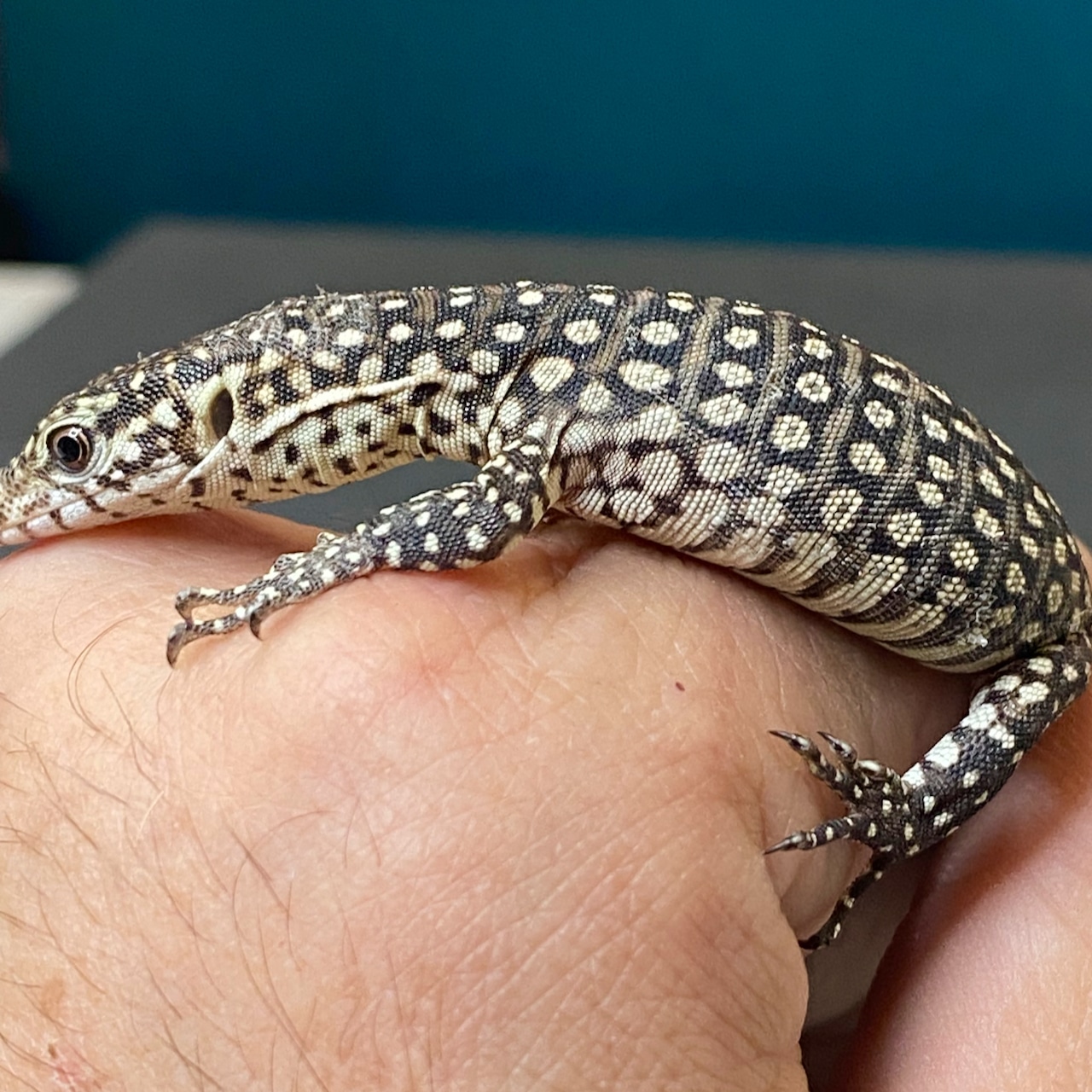 2022 Captive Bred Blue Spot Timor Monitor ( Auffenbergi) *Minor ...