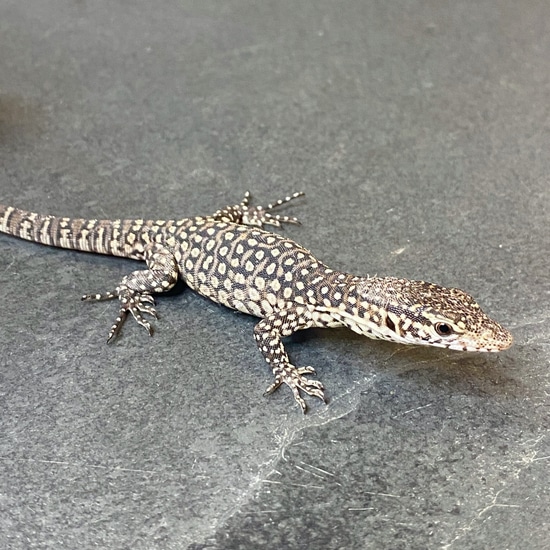 2022 Captive Bred Blue Spot Timor Monitor (Varanus Auffenbergi) *Minor ...