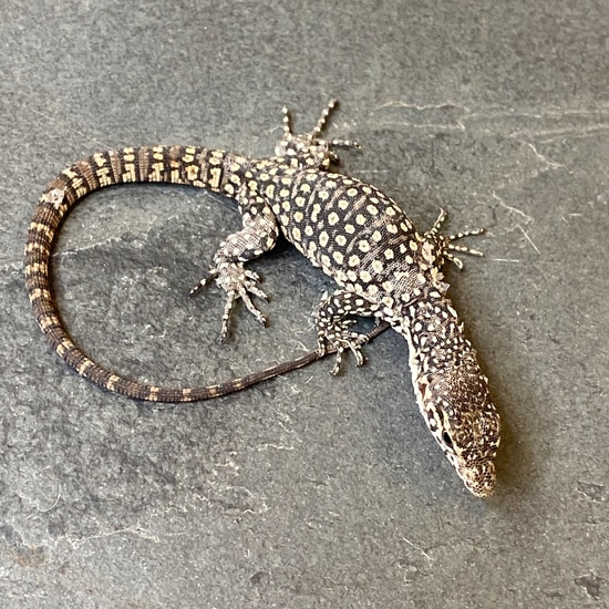 2022 Captive Bred Blue Spot Timor Monitor (Varanus Auffenbergi) *Minor ...