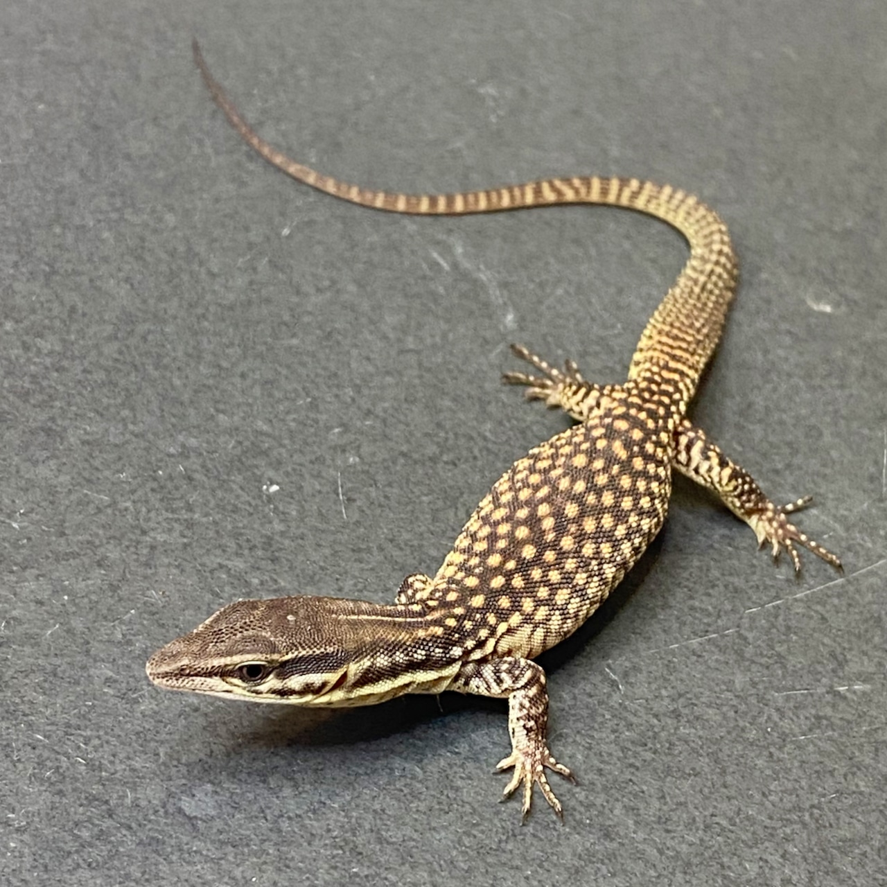 2022 Yellow Ackie - ID: 22JR5 Spiny-Tailed Monitor by Great Basin ...
