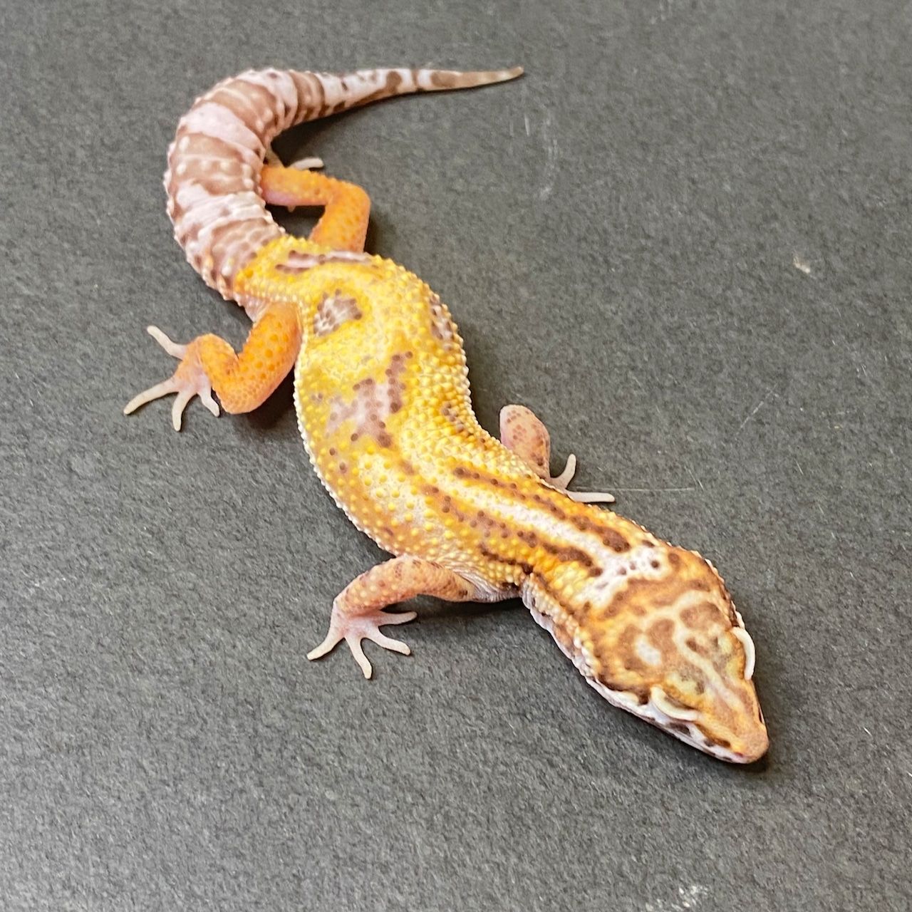 Mack Snow Bell Albino Het Radar - Male - ID: 22EY2M Leopard Gecko by ...