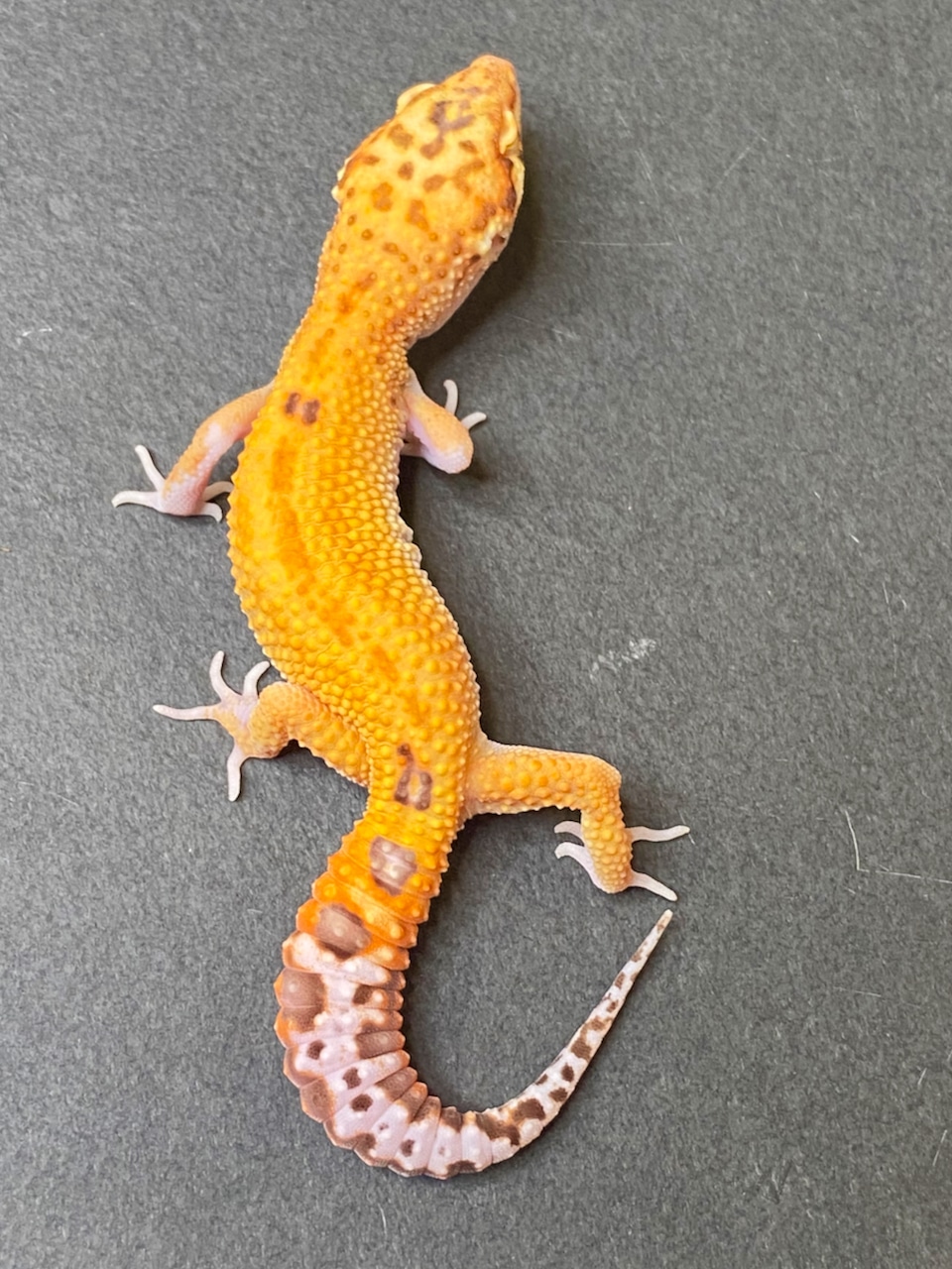 Radar - Male - ID:22GL1M Leopard Gecko by Great Basin Serpentarium, LLC ...
