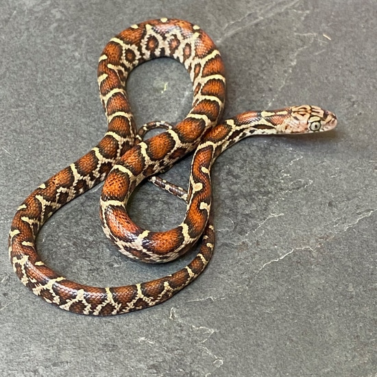 Yellow-Red Ratsnake (Pseudelaphe Flavirufa) - Het. Anery - Male ...