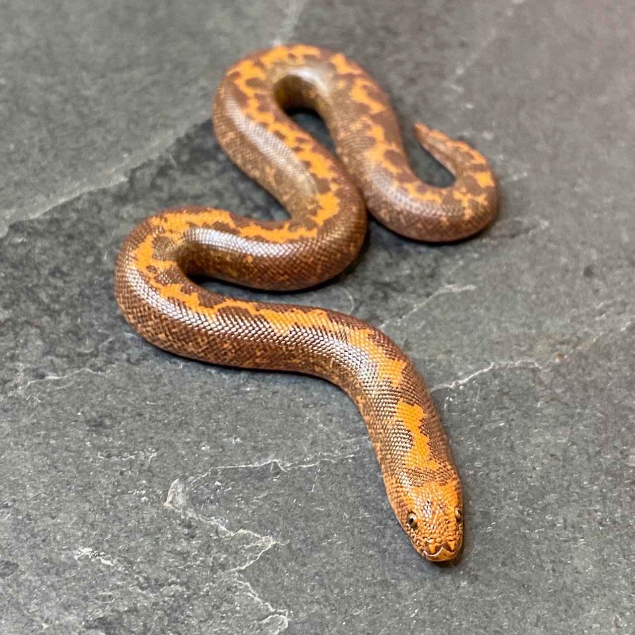 2022 Stripe Het. Snow Sand Boa - Male - ID:22KC4M Kenyan Sand Boa by ...