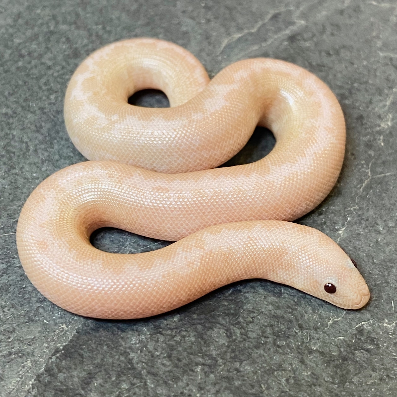 2022 Stripe Snow Sand Boa - Female - ID22KC8F Kenyan Sand Boa by Great ...