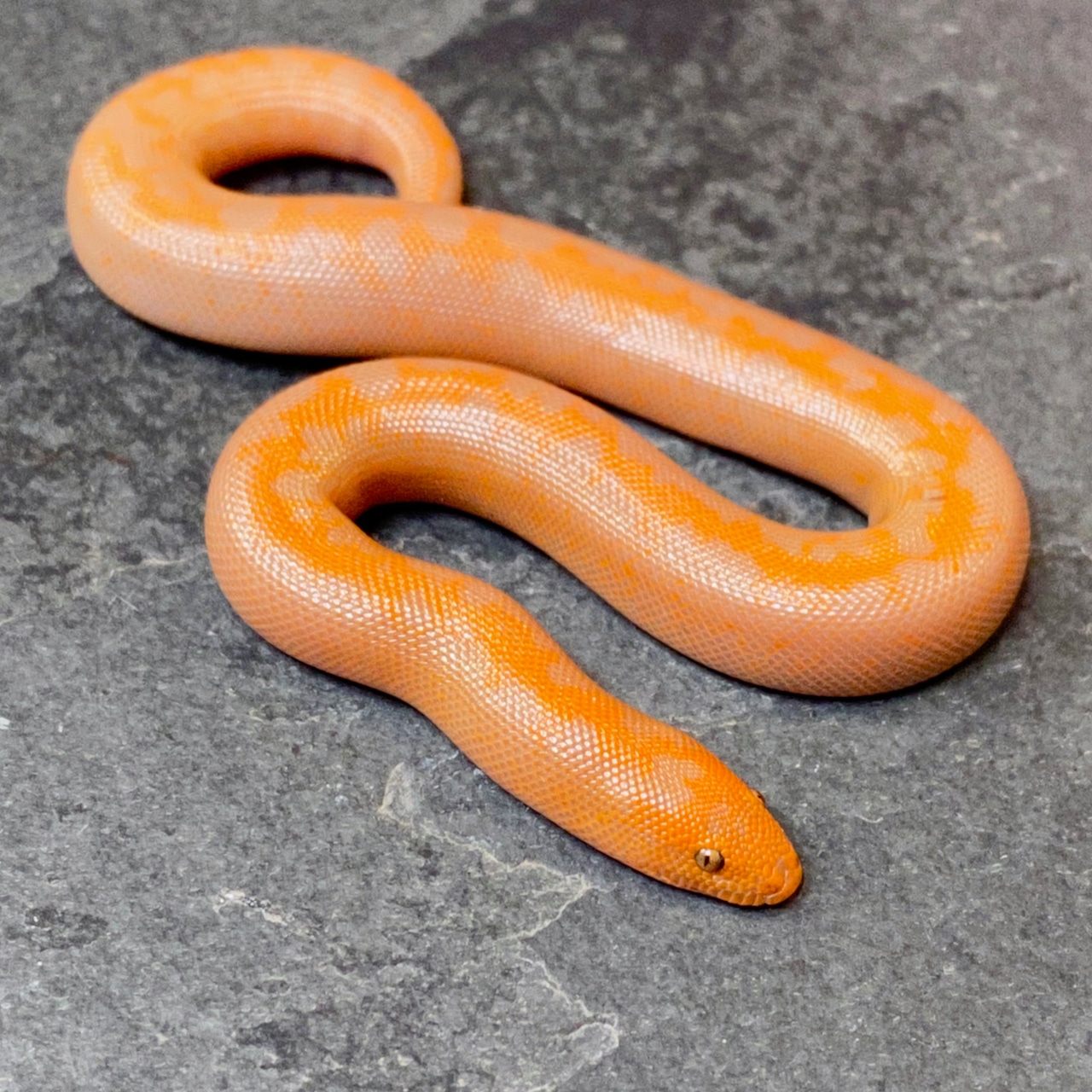 2022 Albino Stripe Stripe Het. Snow Sand Boa - Male - ID:22KC11M Kenyan ...