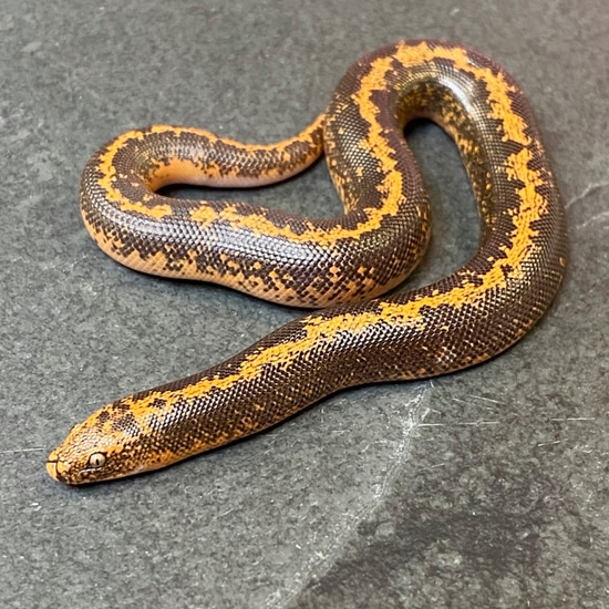 2022 Striped Sand Boa - Male - ID:22JN9M Kenyan Sand Boa by Great Basin ...