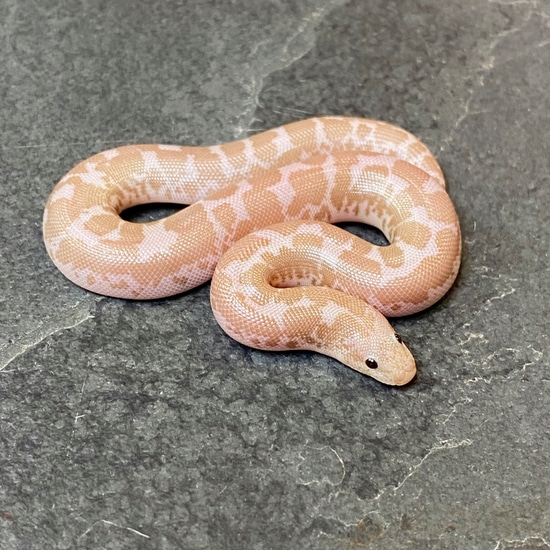 2022 Snow Sand Boa - Female - ID:22KC6F Kenyan Sand Boa by Great Basin ...