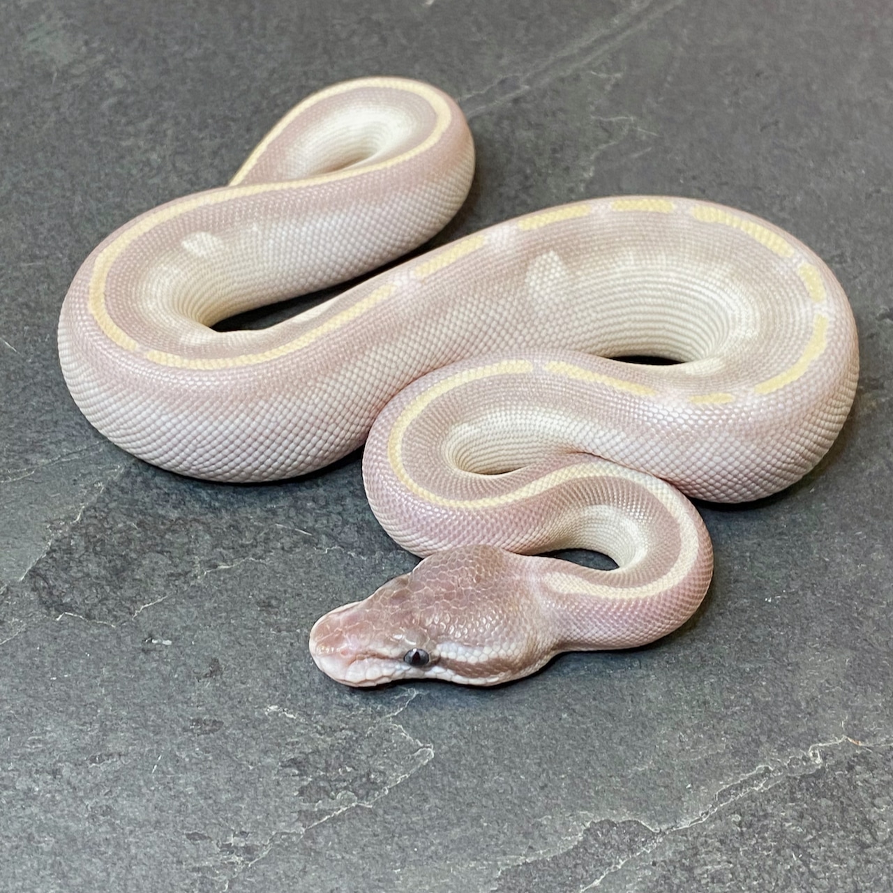 2022 Mystic Potion - Female -ID: 22IJ4F Ball Python by Great Basin ...