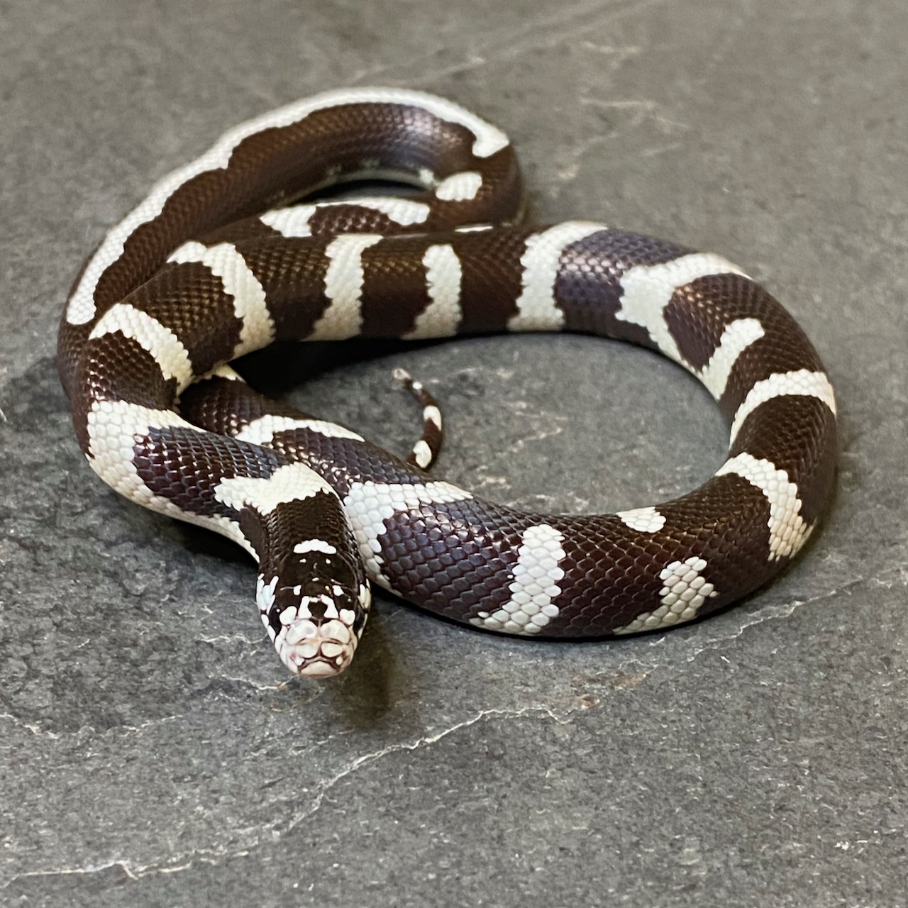 2022 Aberrant - Male - ID: 22DH5M California Kingsnake by Great Basin ...