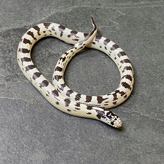 2022 Aberrant California Kingsnake - Female - ID:22DK3F by Great Basin ...
