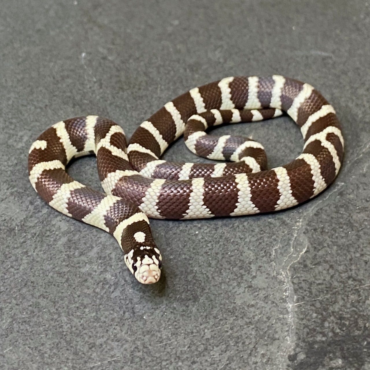 2022 Banded - Female - ID 22DL3F California Kingsnake by Great Basin ...