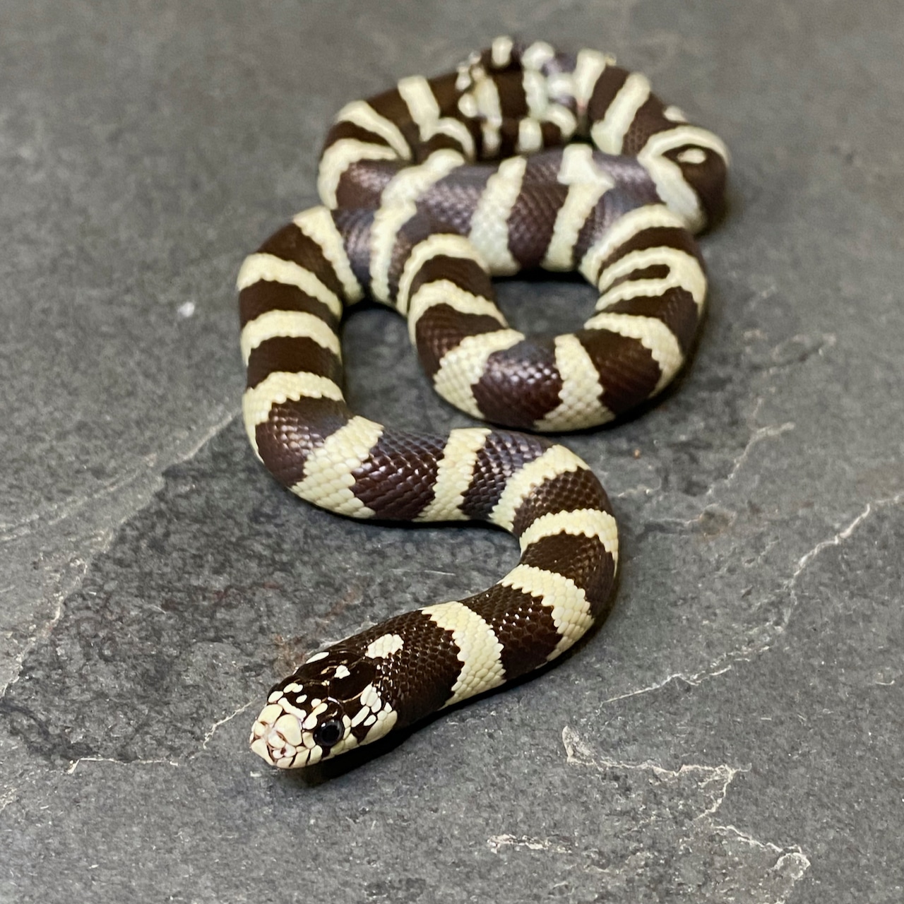 2022 Banded - Female - 22DL5F California Kingsnake by Great Basin ...